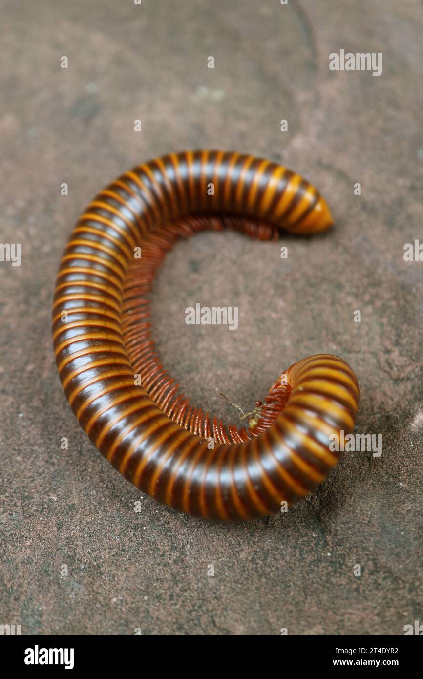 Closeup of a Millipede Curling on the Ground Stock Photo - Alamy