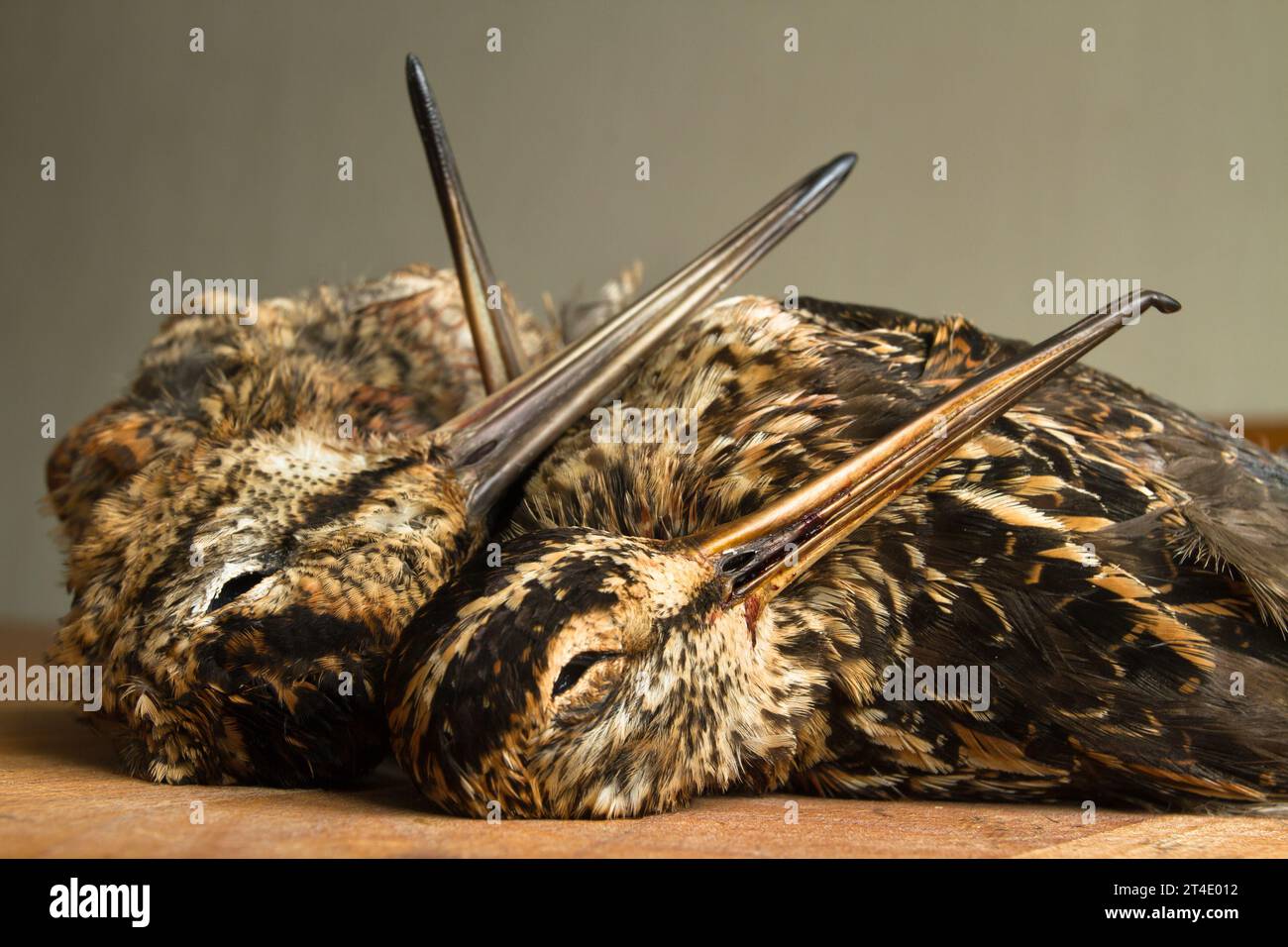 Two hunting trophies hi-res stock photography and images - Alamy