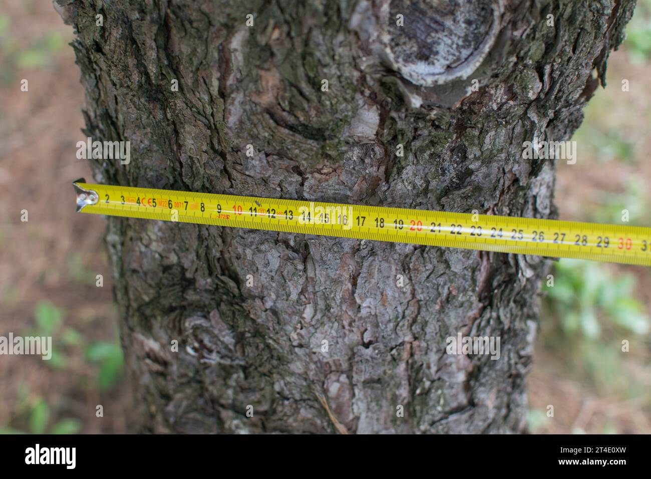 Measuring trees, a tree measured with a ruler Stock Photo - Alamy