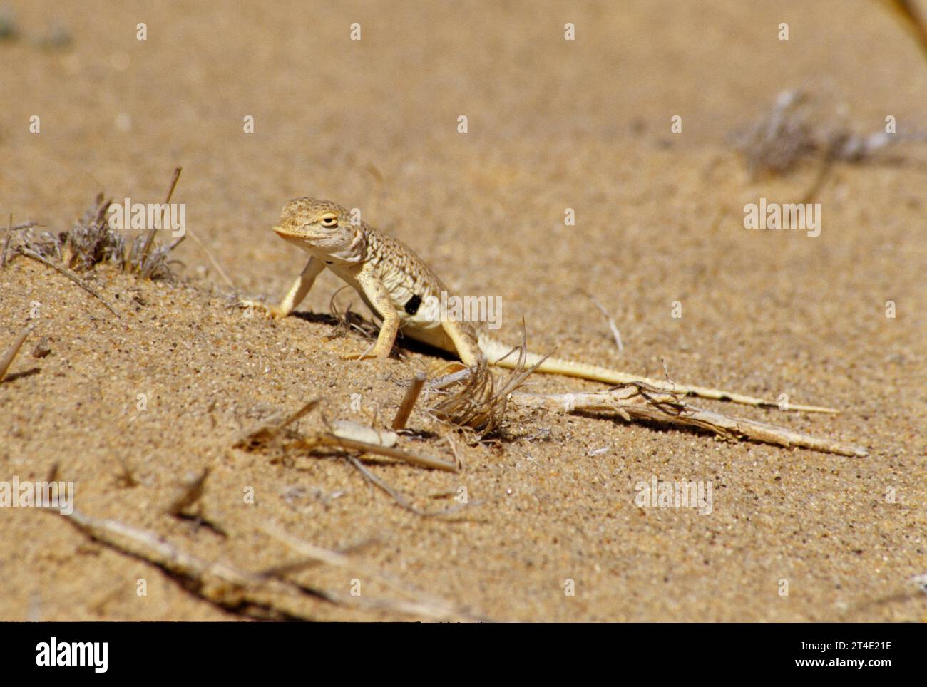 Mojave fringe-toed lizard at Kelso Dunes, Mojave National Preserve ...