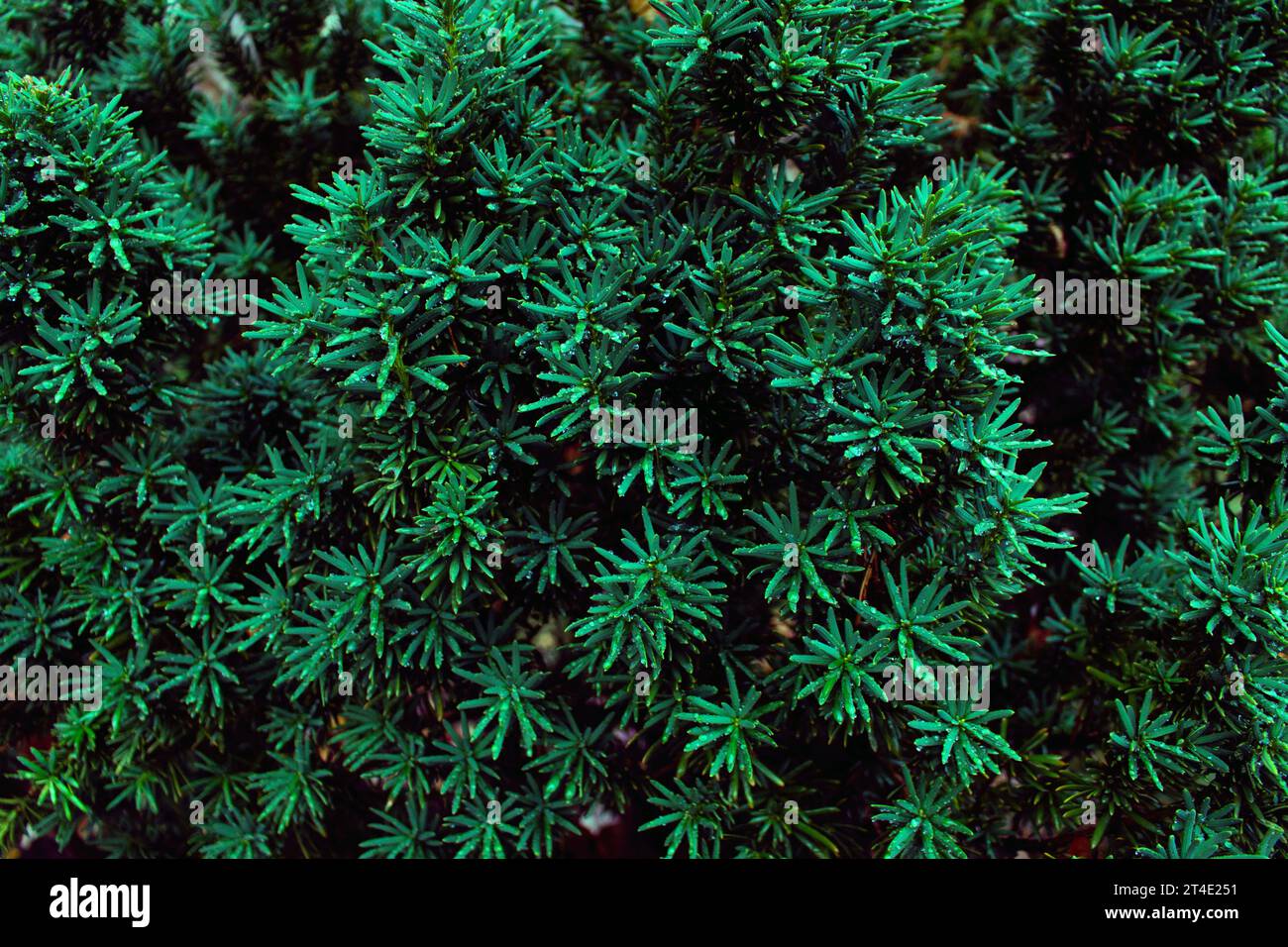 Natural green leaves background. Nature wallpaper. Eco wall. Summer ...