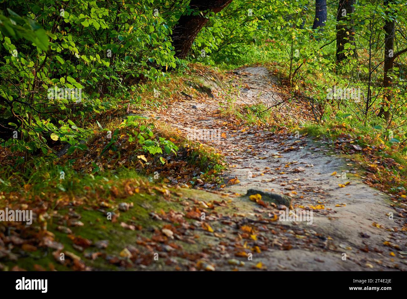 A picturesque forest path stretching into the distance Stock Photo - Alamy