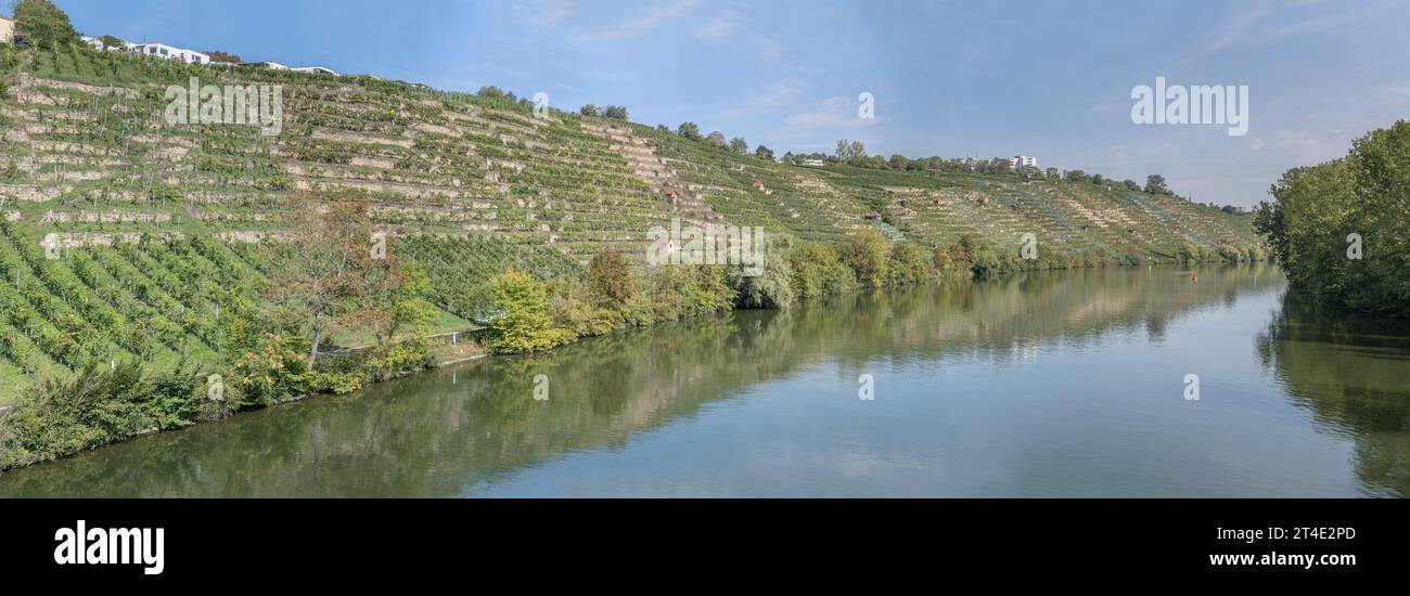 landscape with vine terracing on steep river Neckar left bank near ...