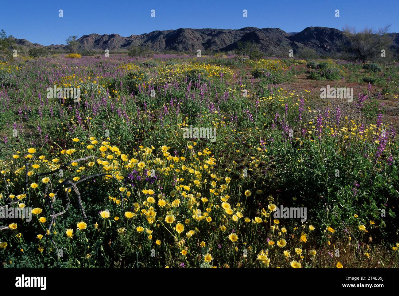 Desert dandelion & lupine on Cottonwood Canyon bajada, Joshua Tree ...