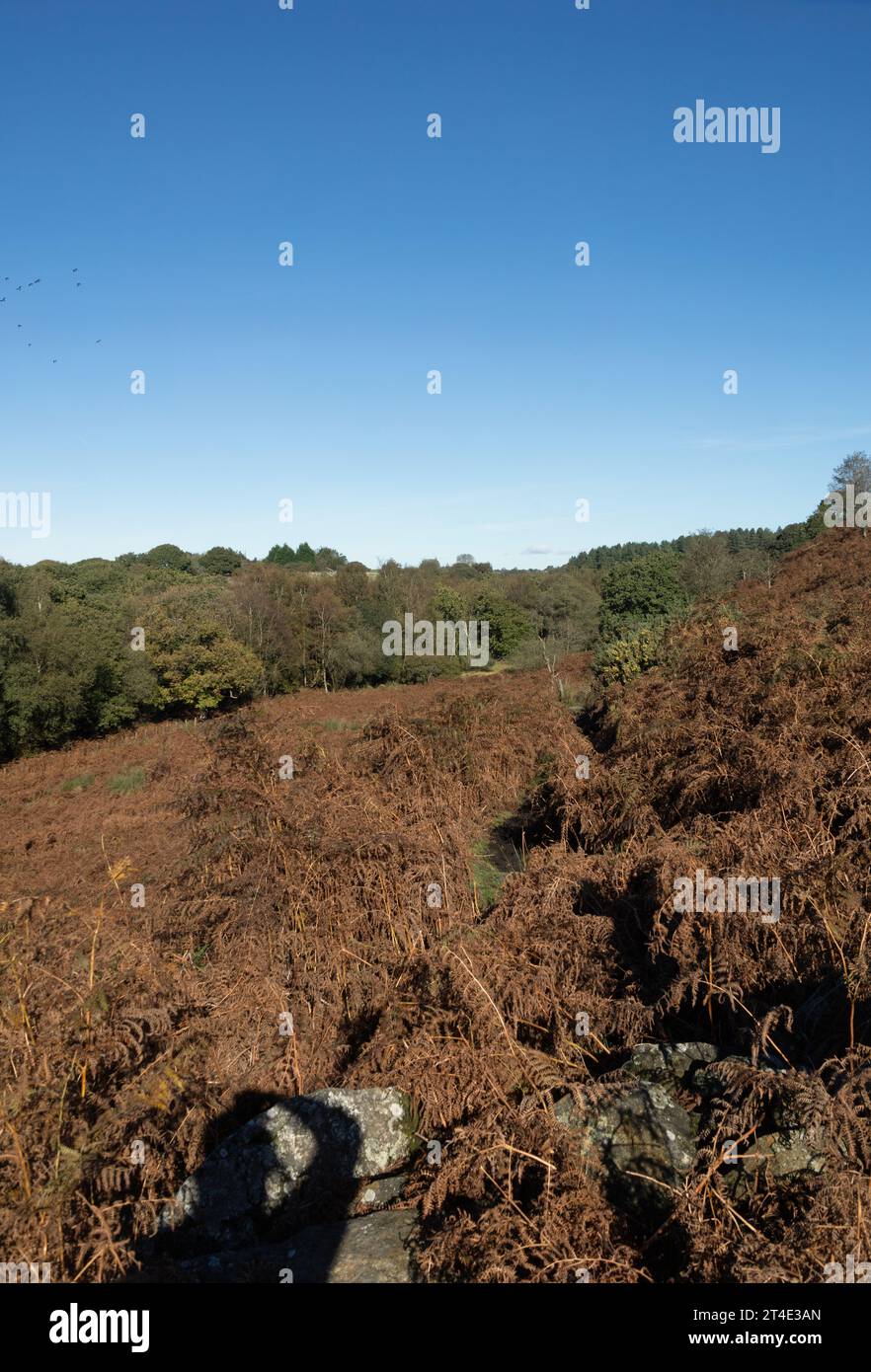 Woodland clearing near White Coppice the West Pennine Moors Lancashire ...