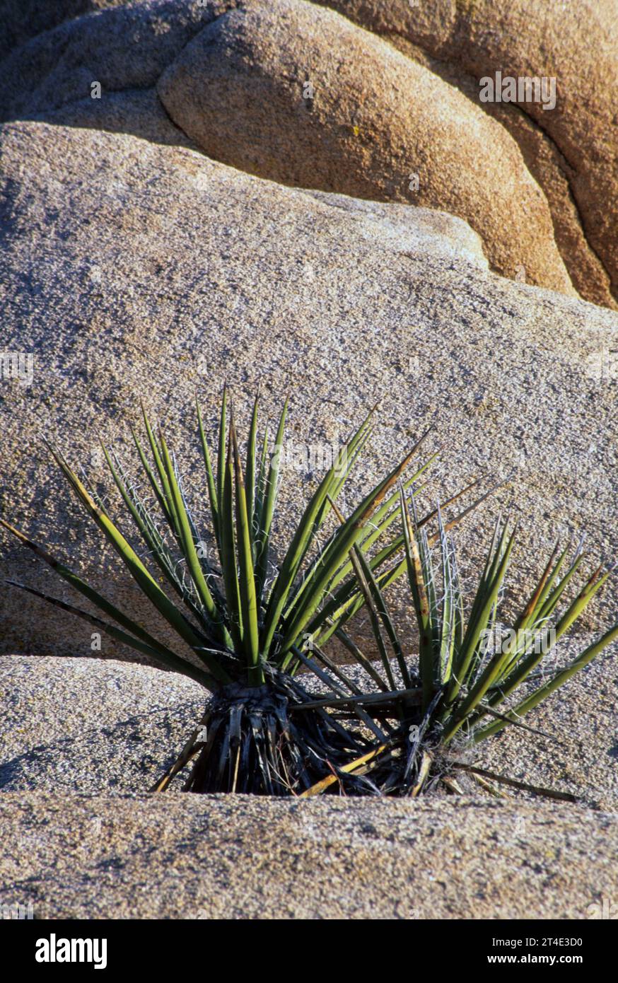 Granite outcrop with Mohave yucca at White Tank, Joshua Tree National ...