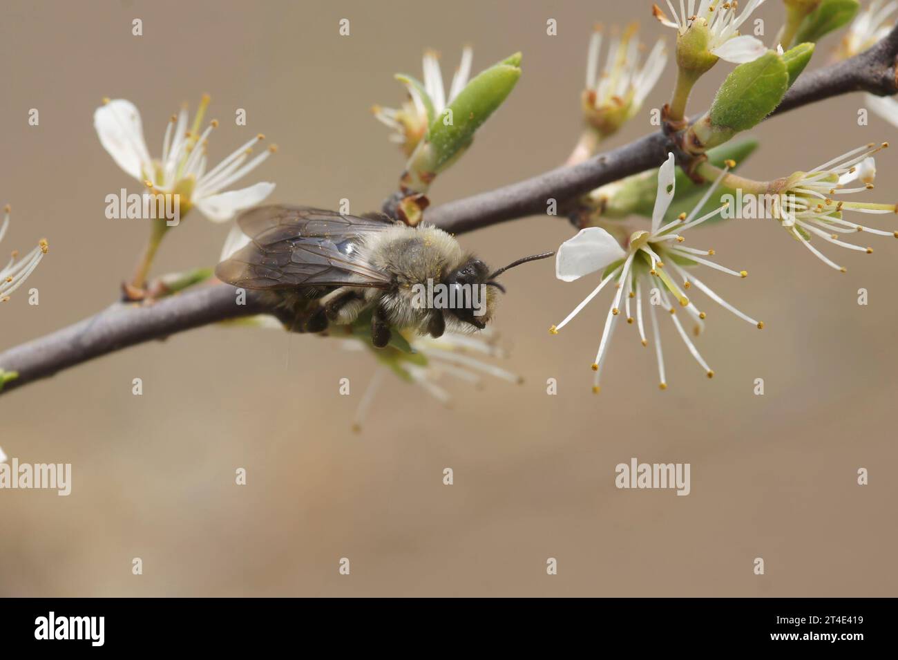 Natural closeup on a female of the Grey-backed mining bee, Andrena vaga, on a white flowering ...