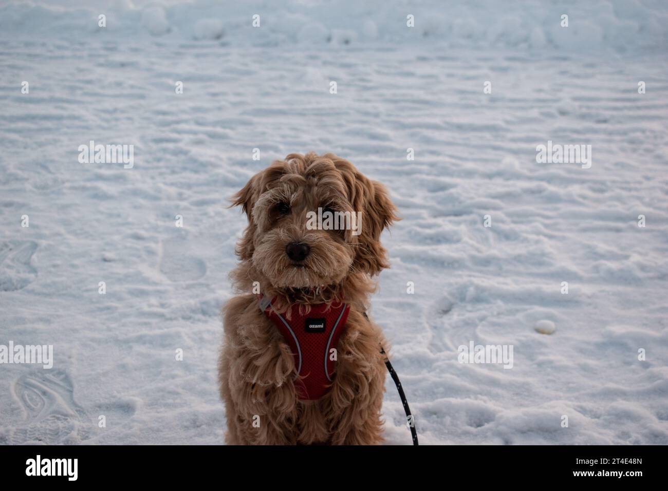 Australian Labradoodle Puppy, Apricot fur. Standing out in a winter ...