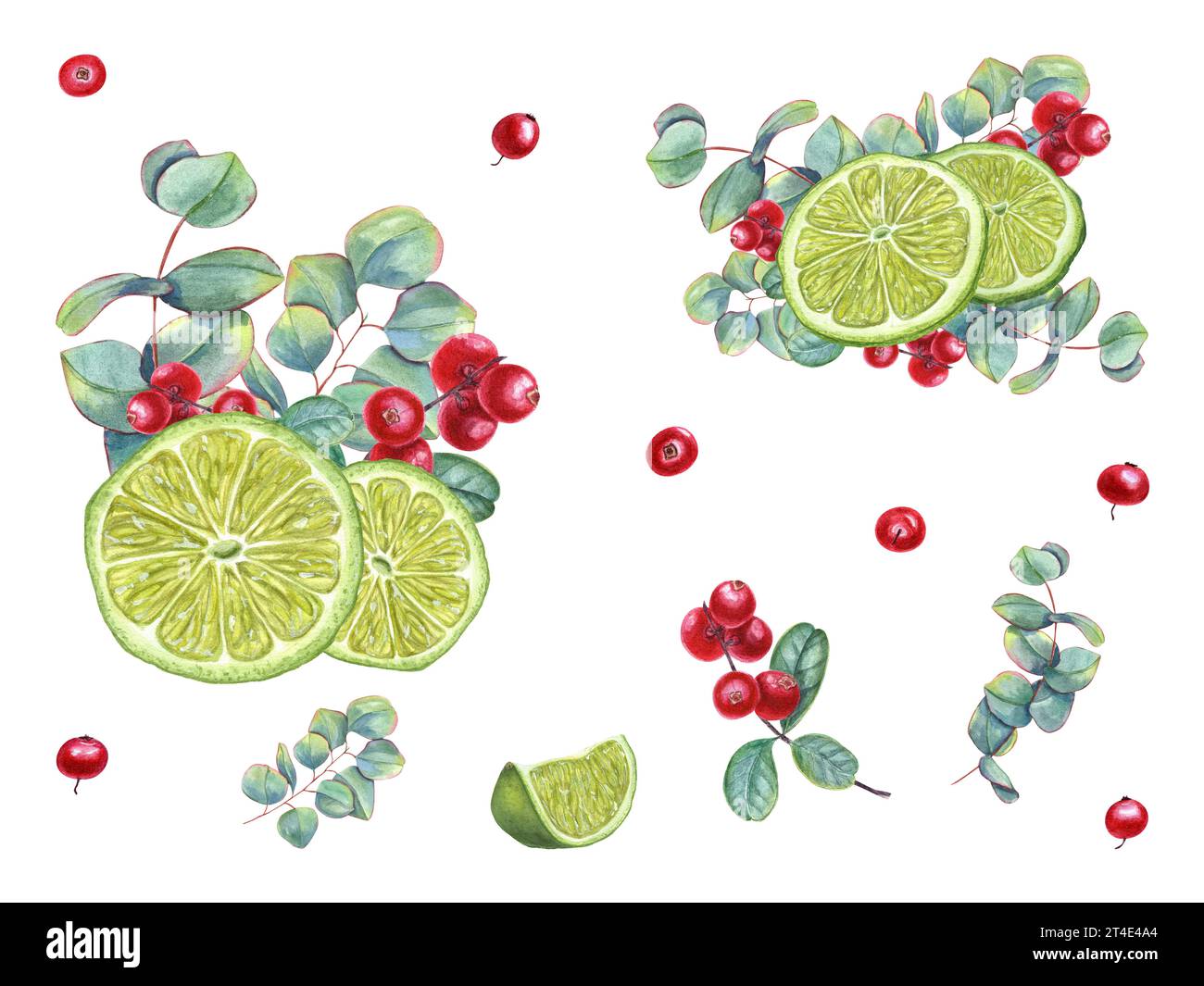 Set of lime wedges with eucalyptus sprigs and cranberries. Juicy citrus ...