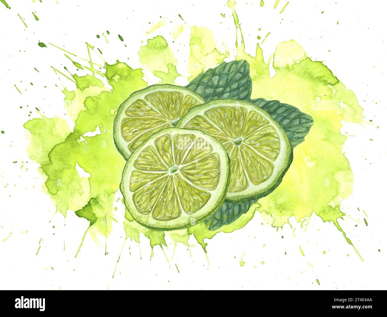 Watercolor fresh lime slices, mint leaves in juice splashes. Juicy ...