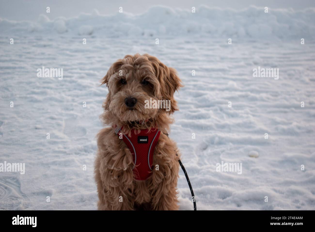 Australian labradoodle puppy hi-res stock photography and images - Alamy