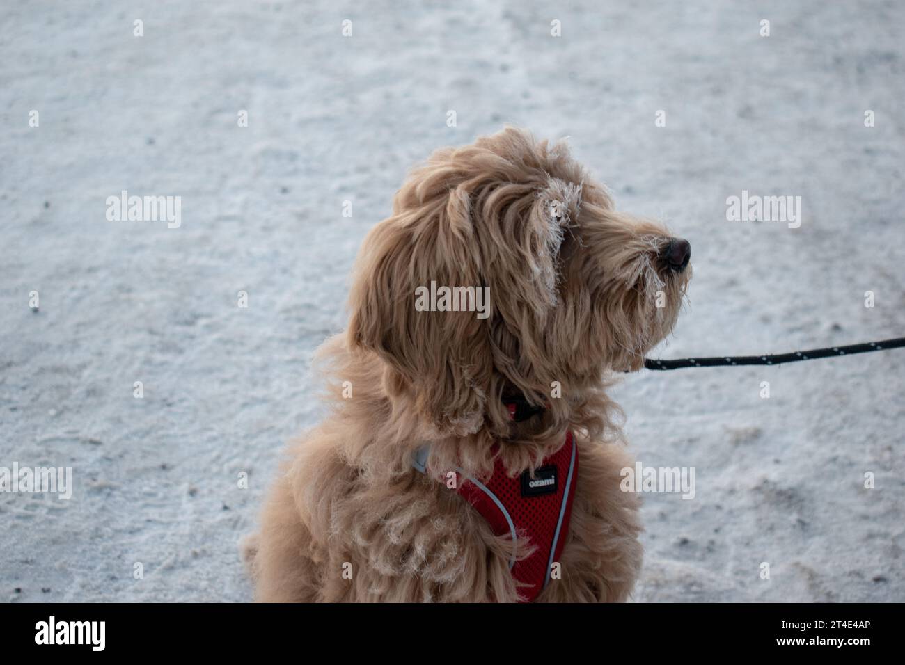 Australian labradoodle hi-res stock photography and images - Alamy