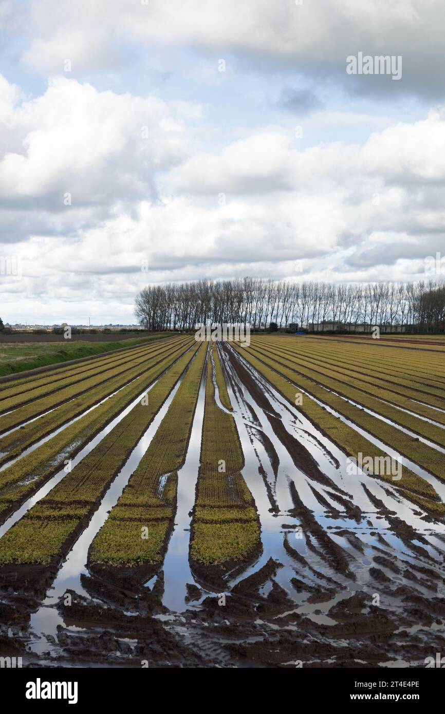 Rain flooded fields Becconsall Marsh at Hesketh Bank between Preston ...
