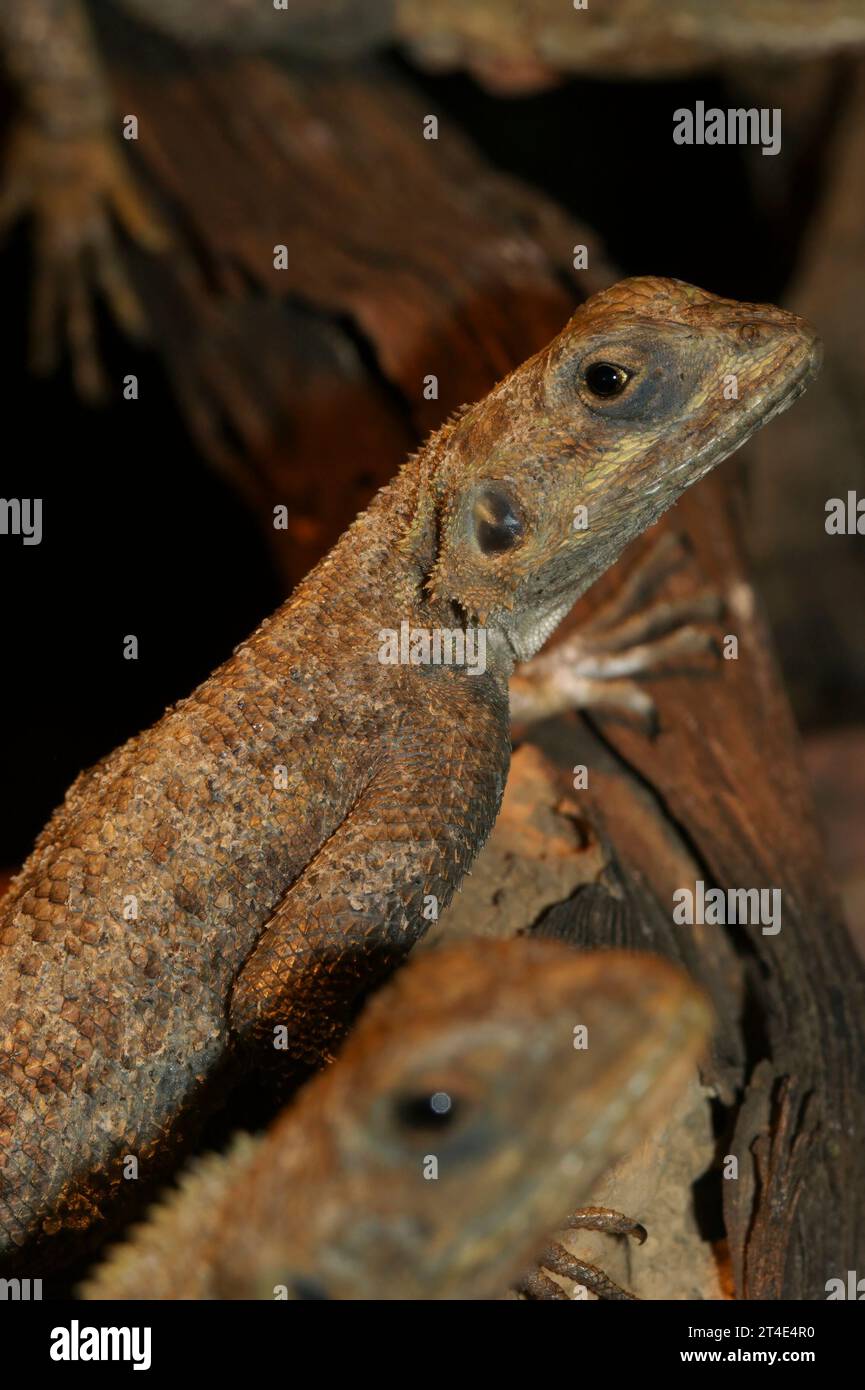 Detailed closeup on a common, red-headed rock or rainbow agama, Agama ...