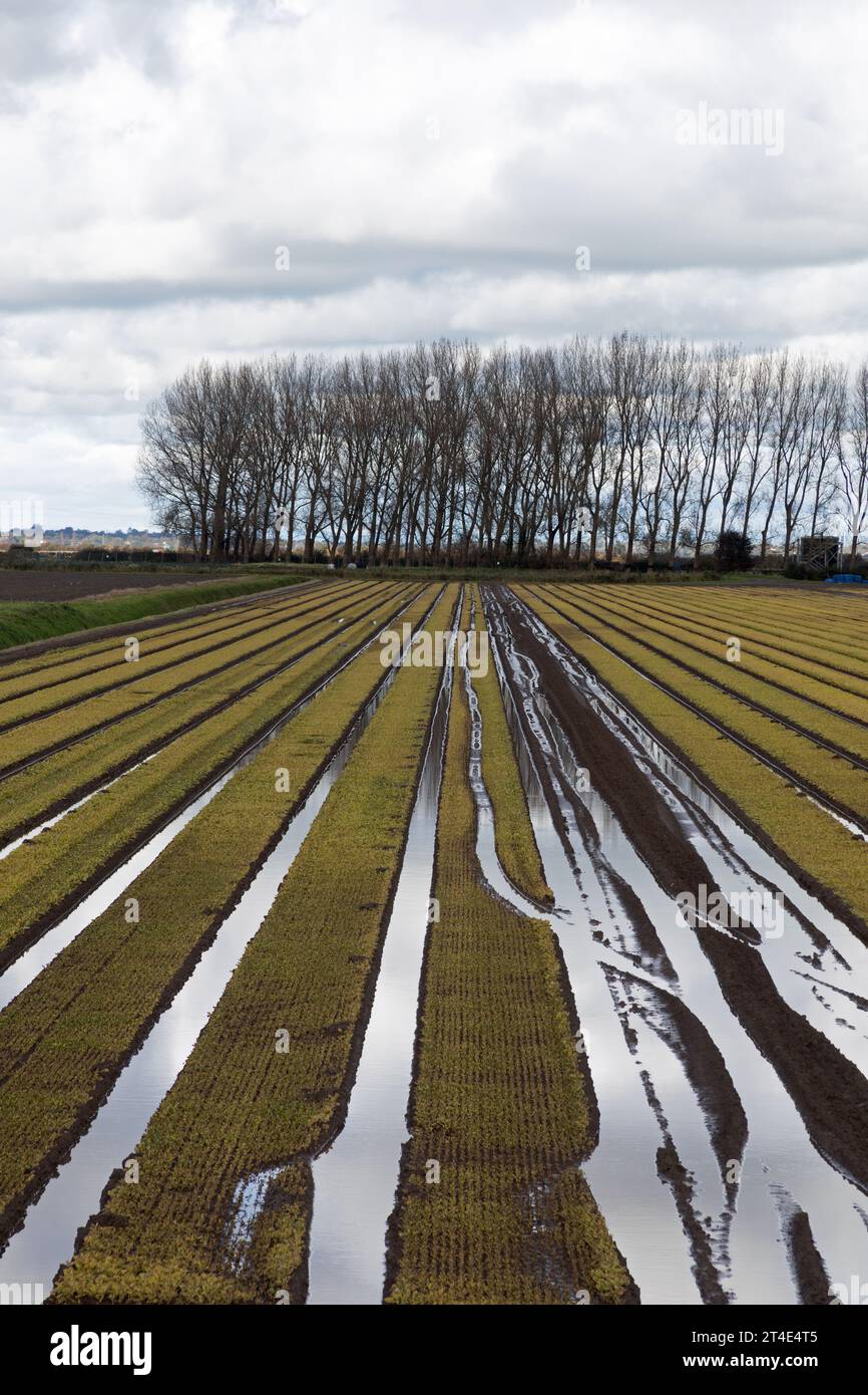 Rain flooded fields Becconsall Marsh at Hesketh Bank between Preston ...