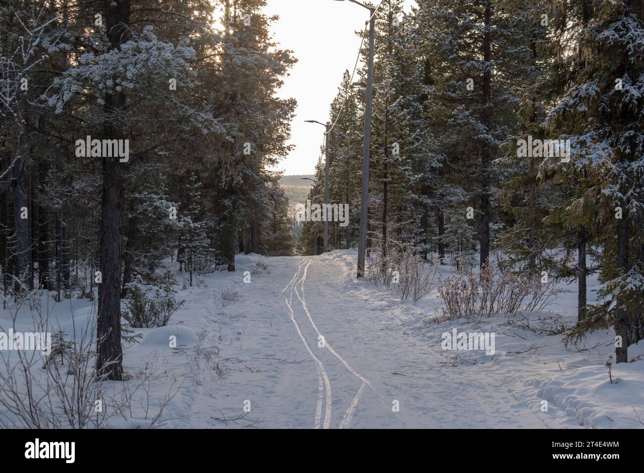 Magical winter landscape. Snow covered trees. Helsinki. Finland ...