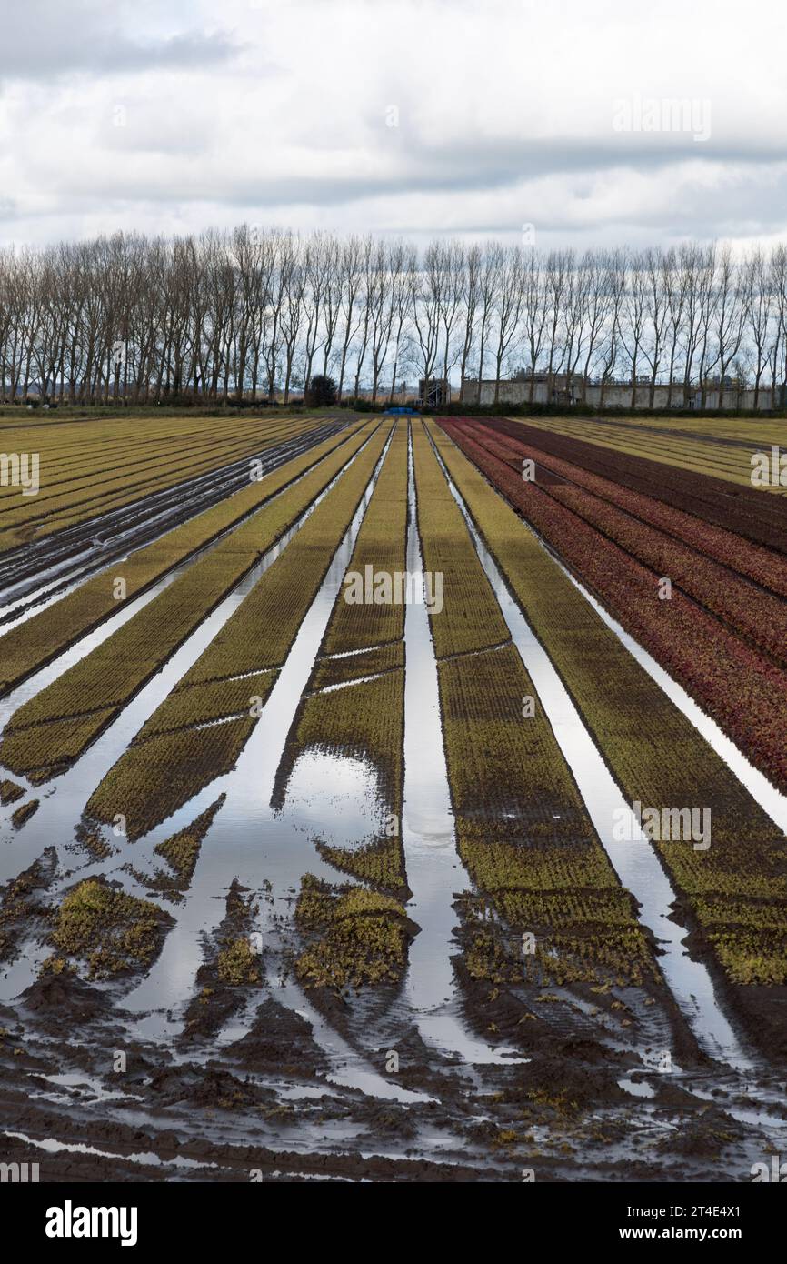 Rain flooded fields Becconsall Marsh at Hesketh Bank between Preston ...
