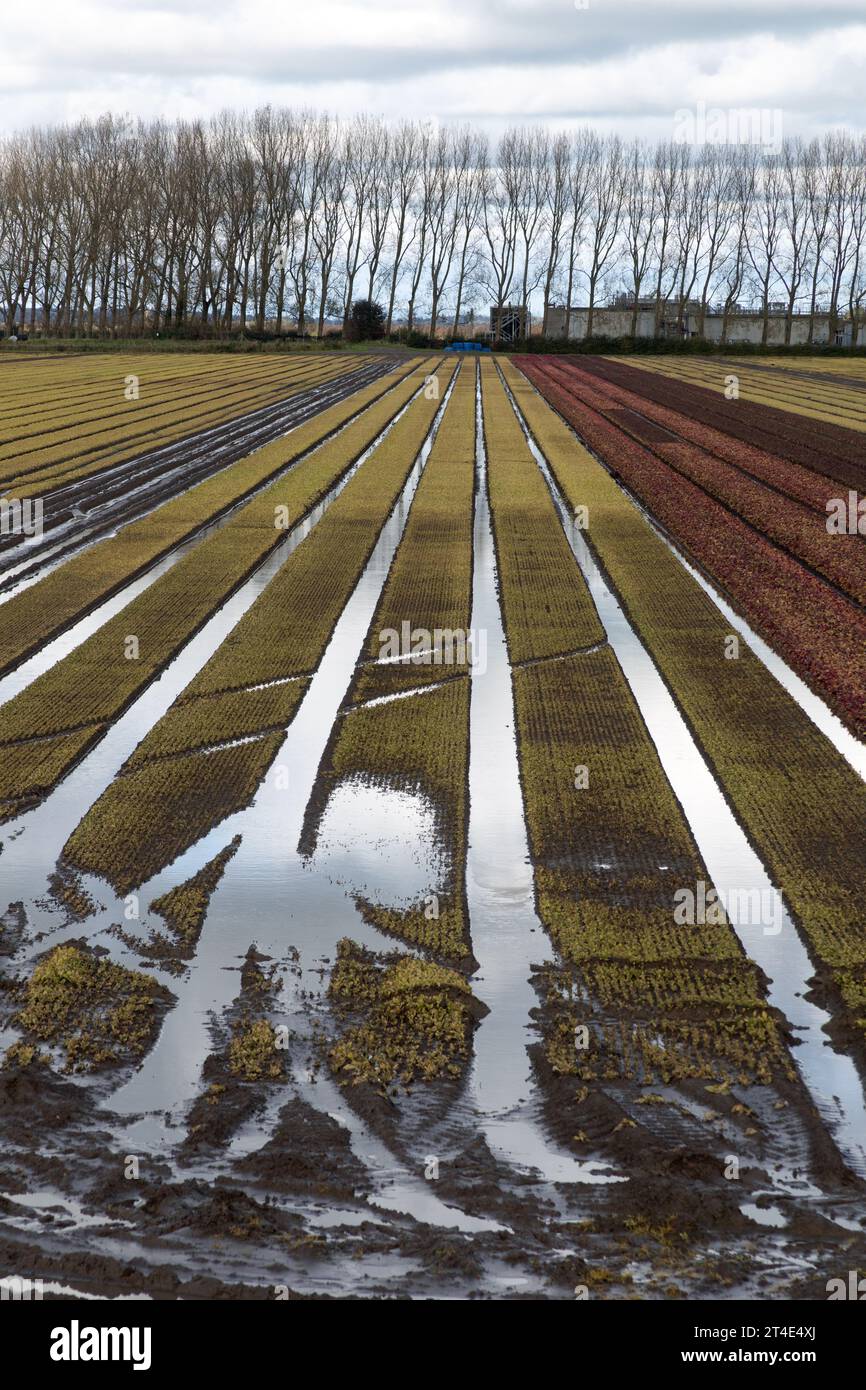 Rain flooded fields Becconsall Marsh at Hesketh Bank between Preston ...