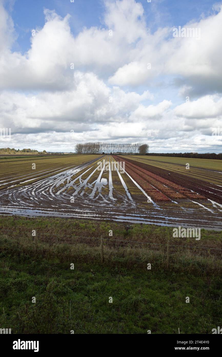 Rain flooded fields Becconsall Marsh at Hesketh Bank between Preston ...