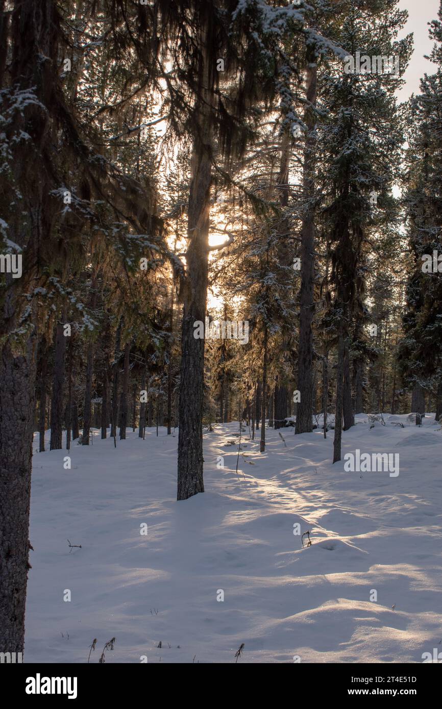Magical winter landscape. Snow covered trees. Helsinki. Finland ...