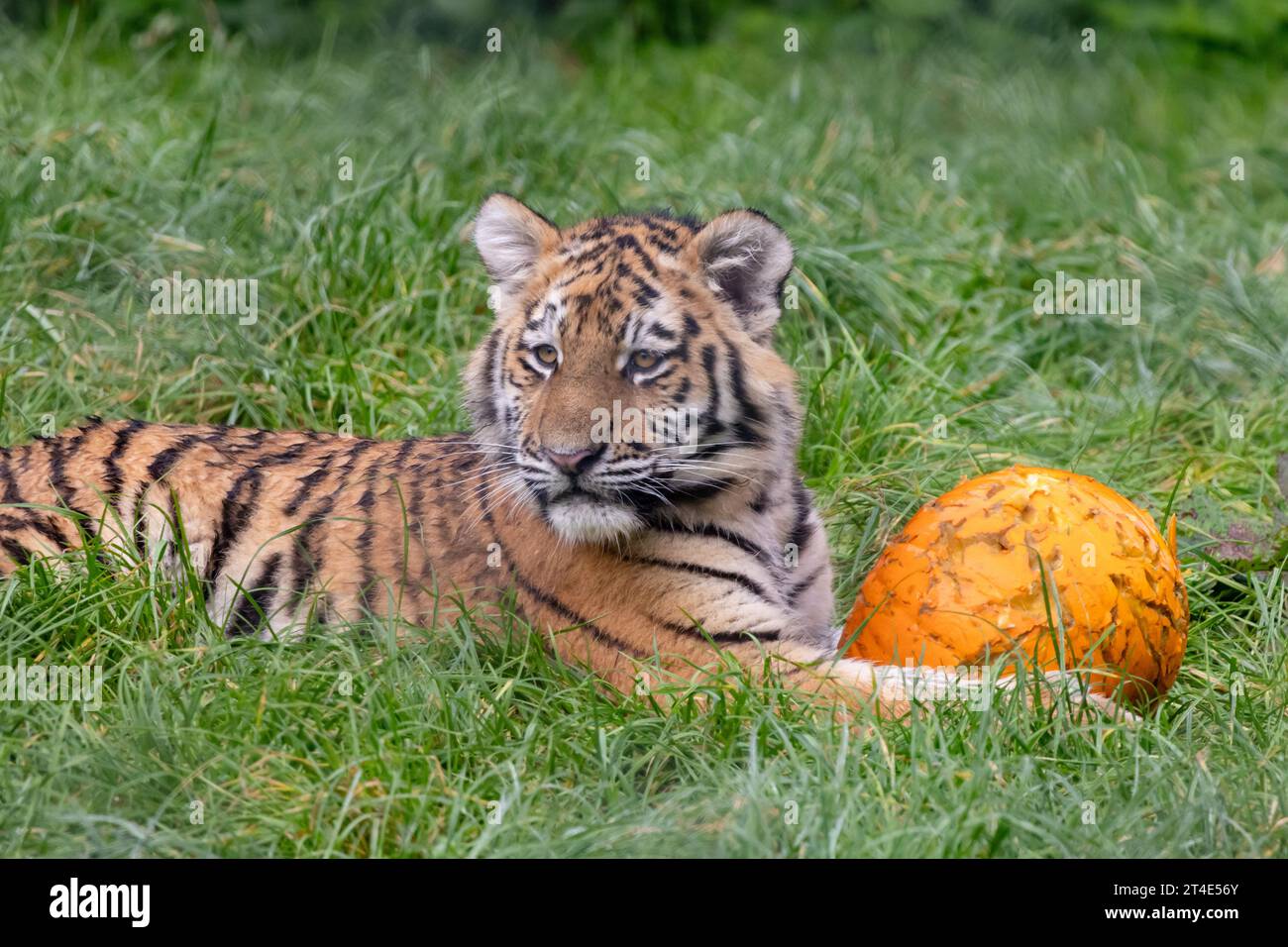 The tiger cub loves his new toy BANHAM ZOO, NORFOLK, ENGLAND ADORABLE ...