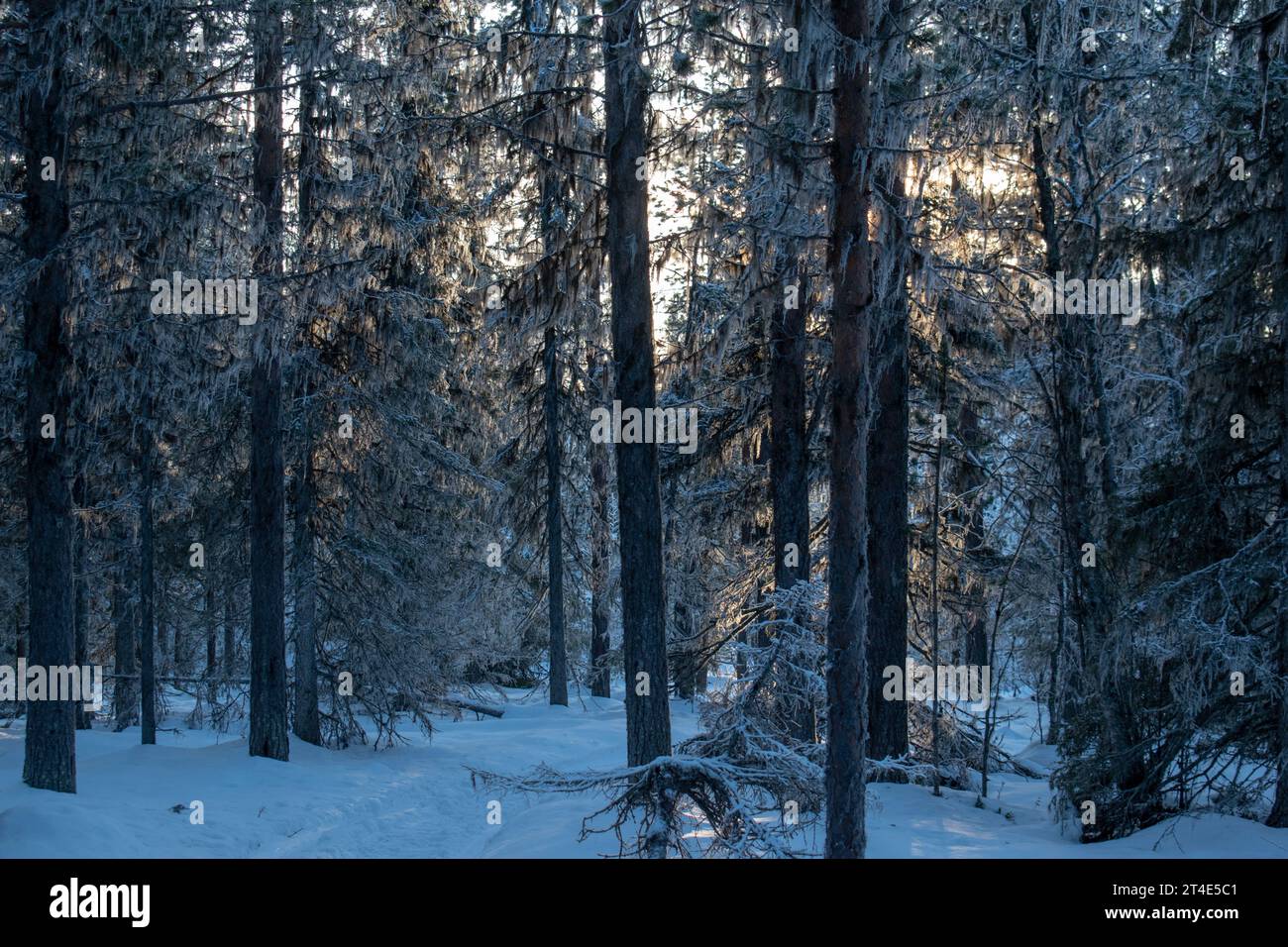 Magical winter landscape. Snow covered trees. Helsinki. Finland ...