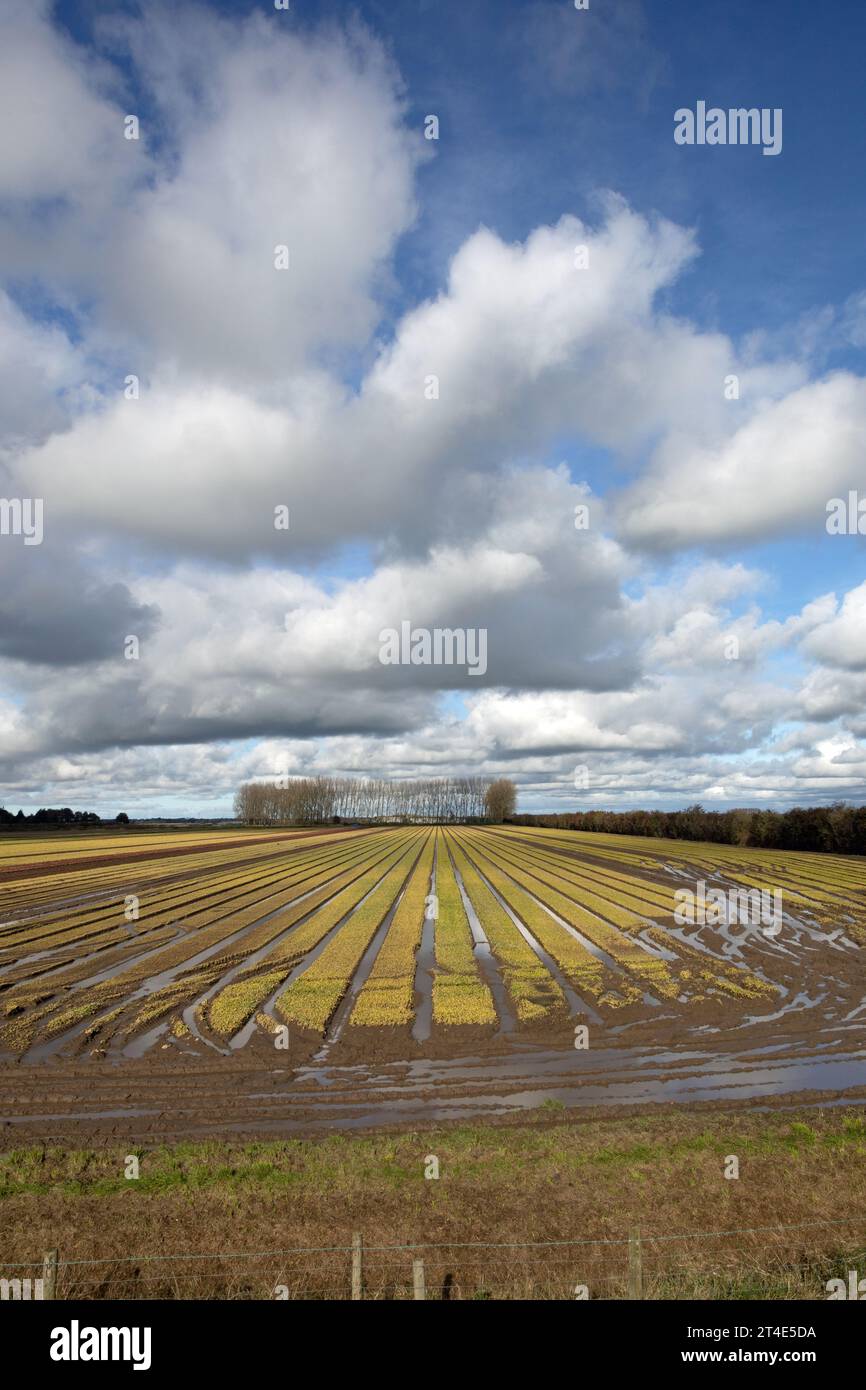 Rain flooded fields Becconsall Marsh at Hesketh Bank between Preston ...