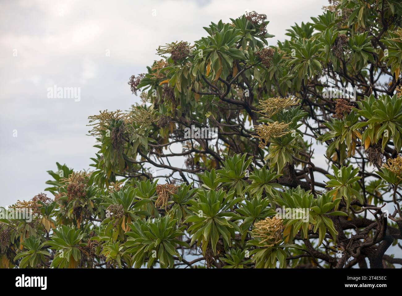 Flowering bush native to southern asia hi-res stock photography and ...