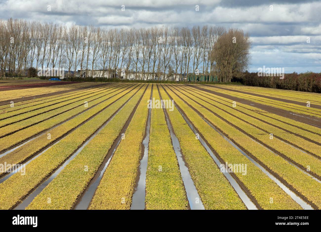 Rain flooded fields Becconsall Marsh at Hesketh Bank between Preston ...