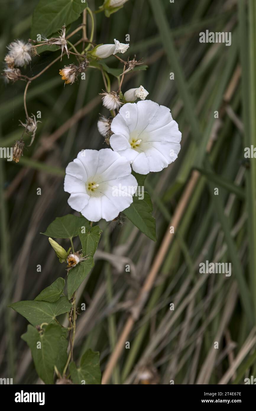 Bell flowers in bloom seen up close Stock Photo - Alamy