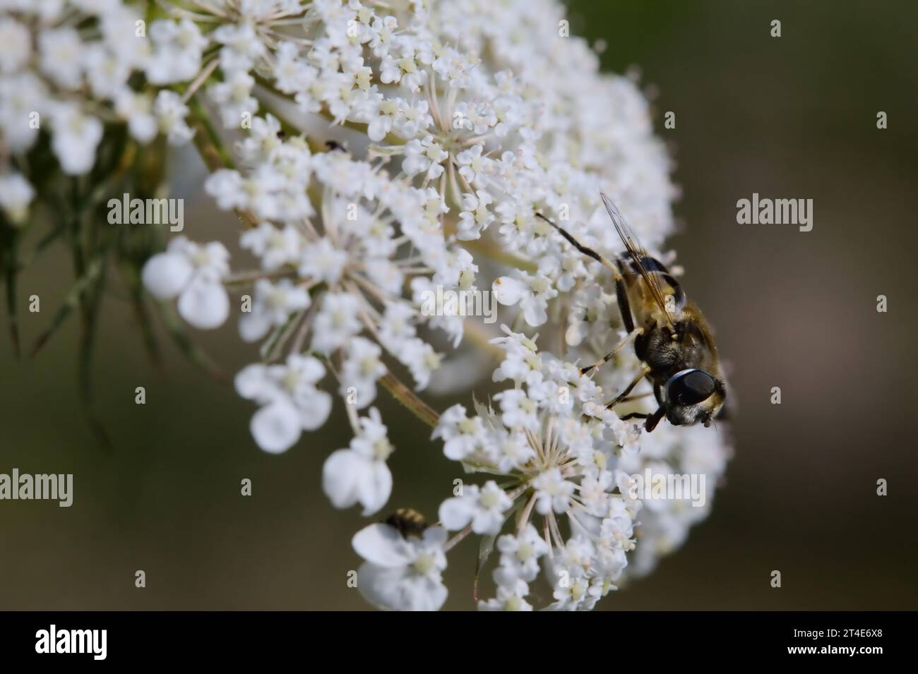Blooming yarrow in the grass seen up close Stock Photo - Alamy