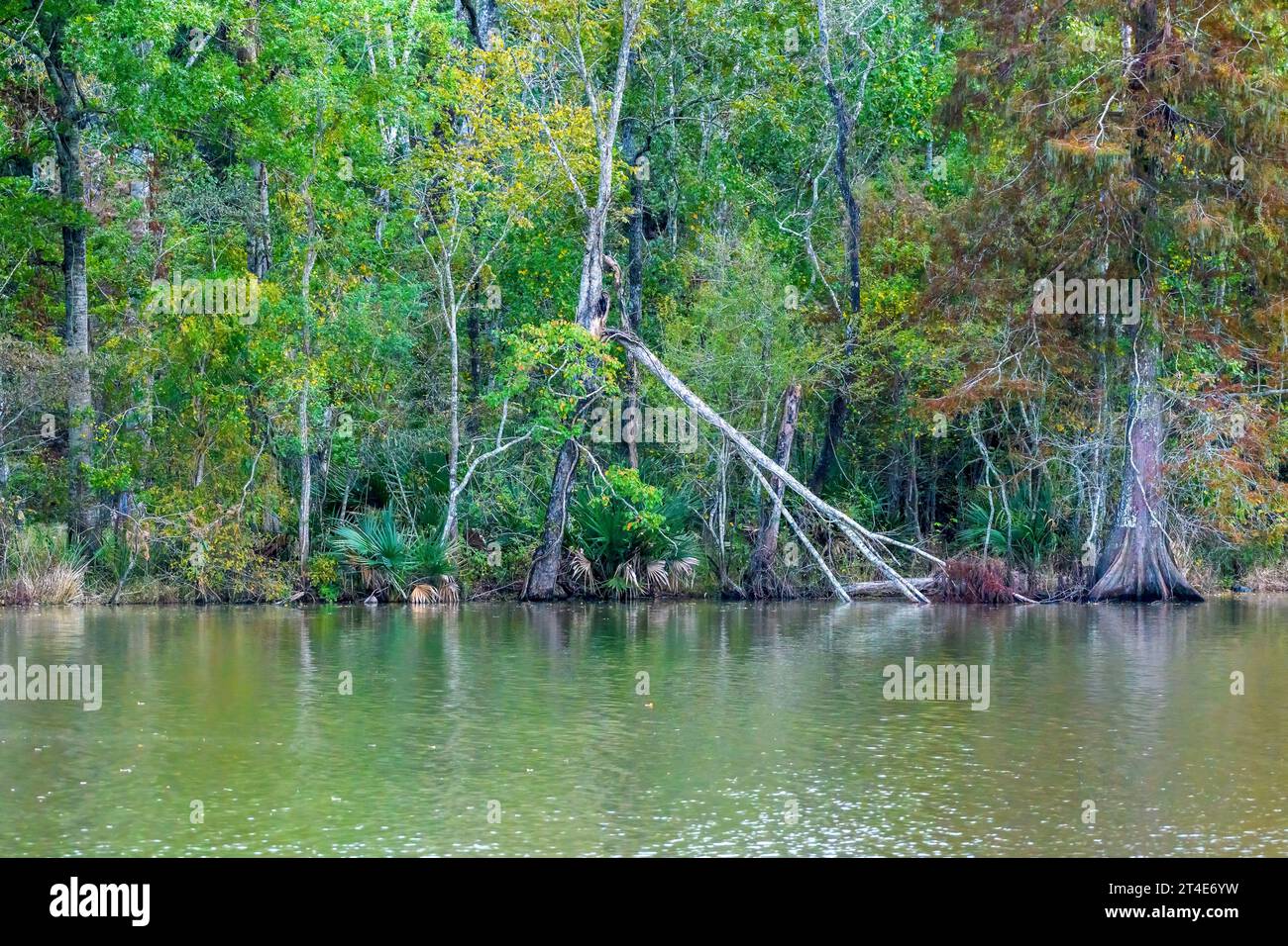 Cypress tree lake hi-res stock photography and images - Alamy