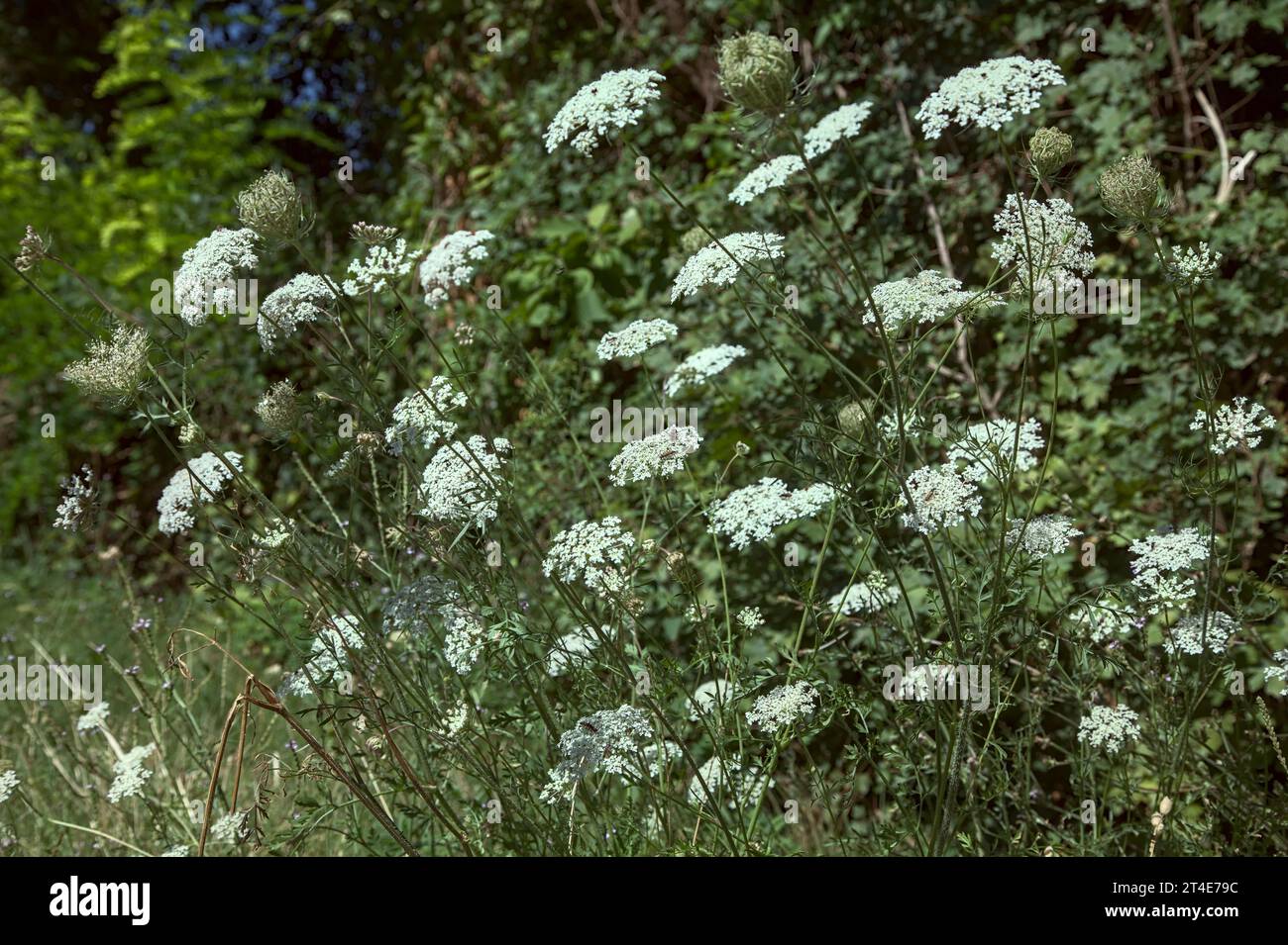 Blooming yarrow in the grass seen up close Stock Photo - Alamy