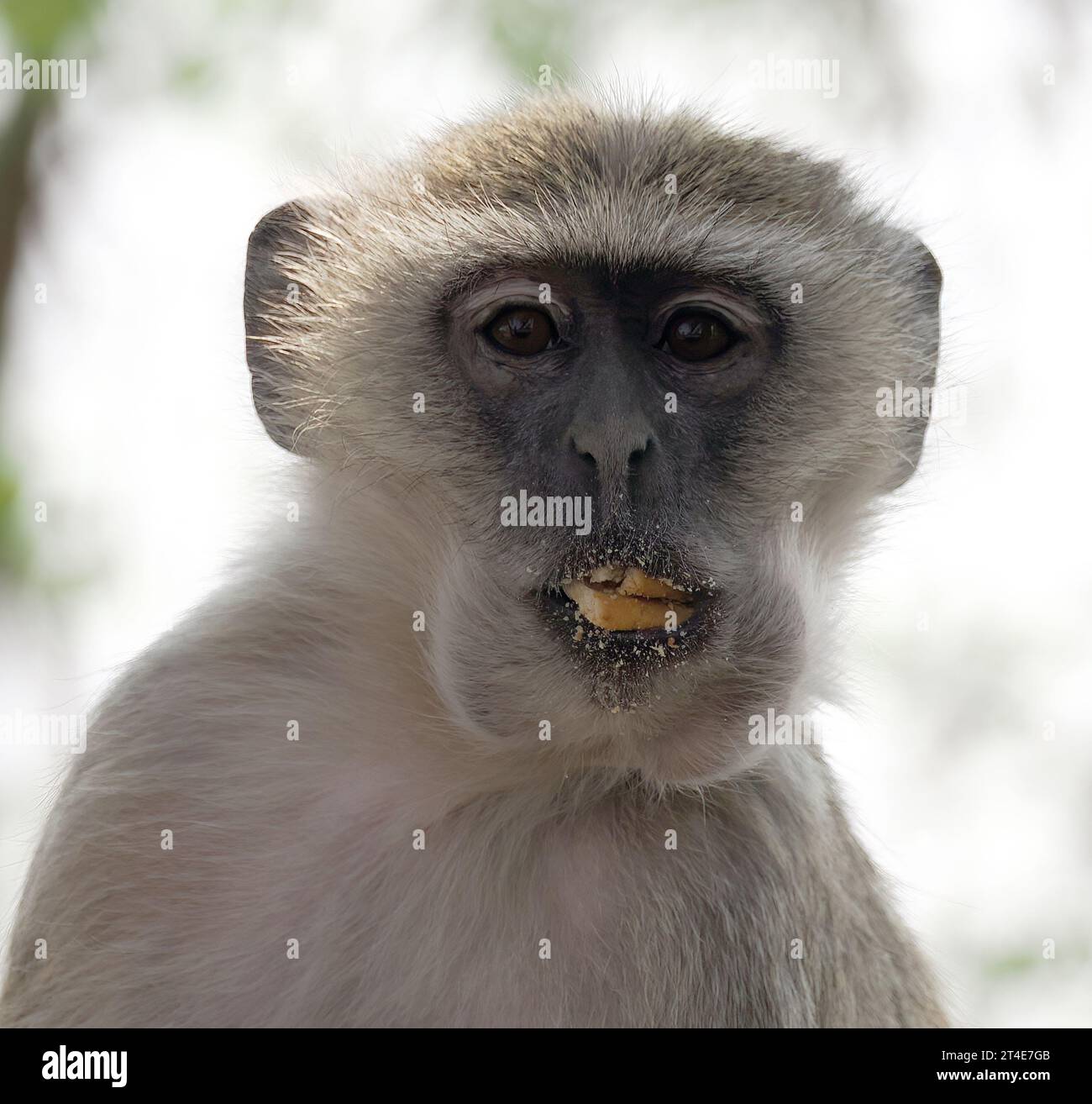 Cynosuros hi-res stock photography and images - Alamy