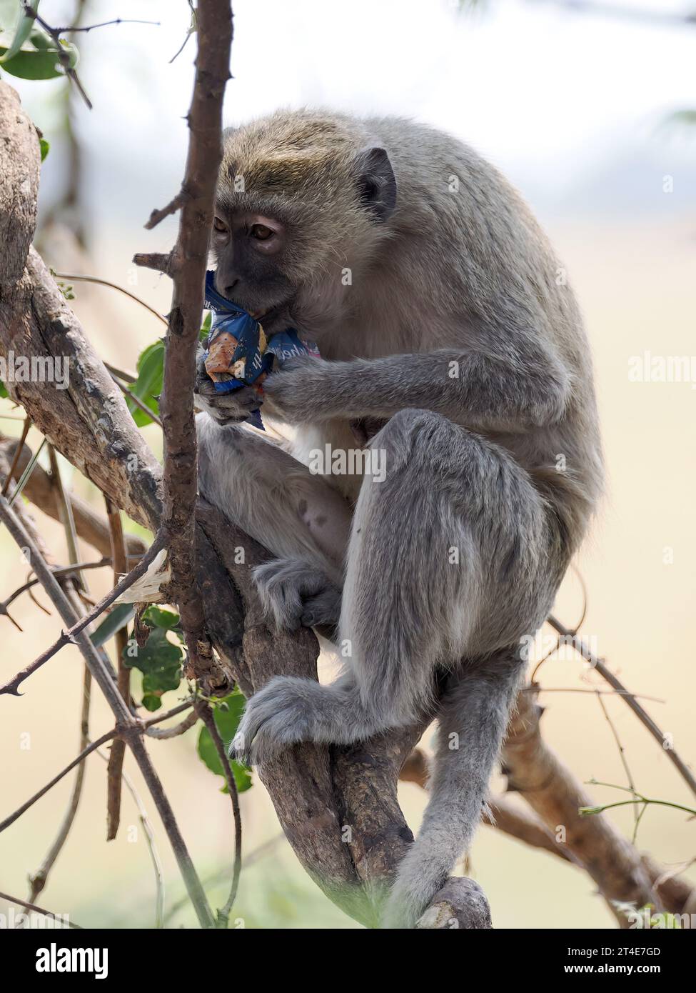Cynosuros hi-res stock photography and images - Alamy