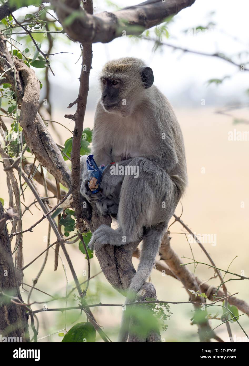 Cynosuros hi-res stock photography and images - Alamy