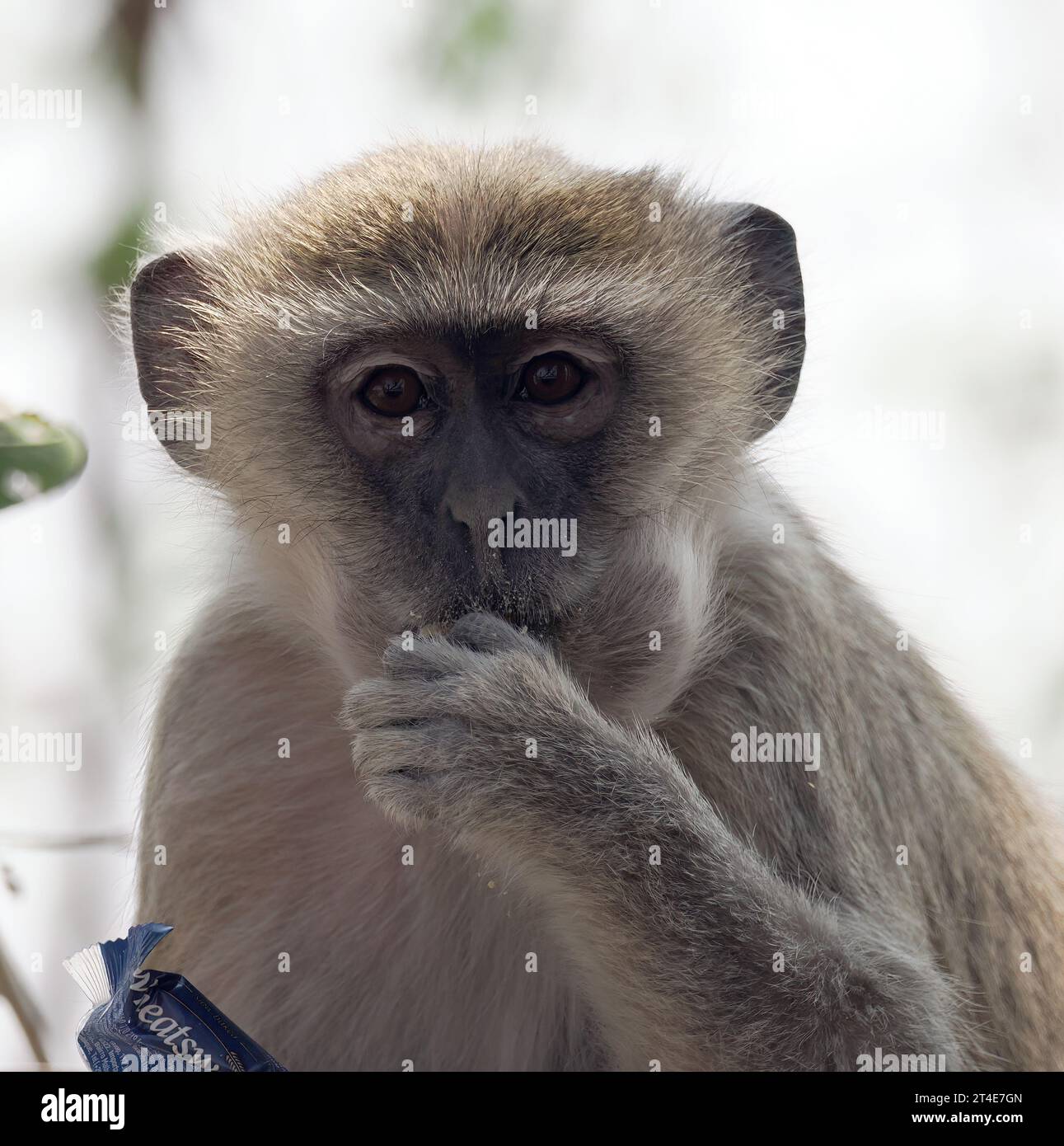 Malbrouck, Malbrouck-Grünmeerkatze, Chlorocebus cynosuros, Malbrouck ...