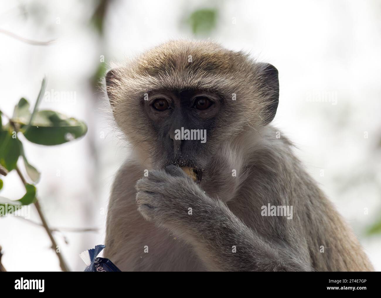 Malbrouck, Malbrouck-Grünmeerkatze, Chlorocebus cynosuros, Malbrouck ...