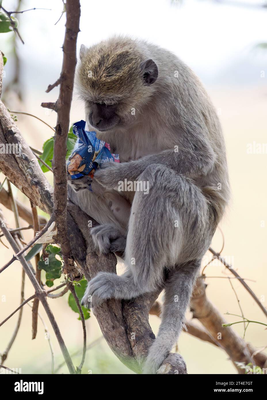 Cynosuros hi-res stock photography and images - Alamy