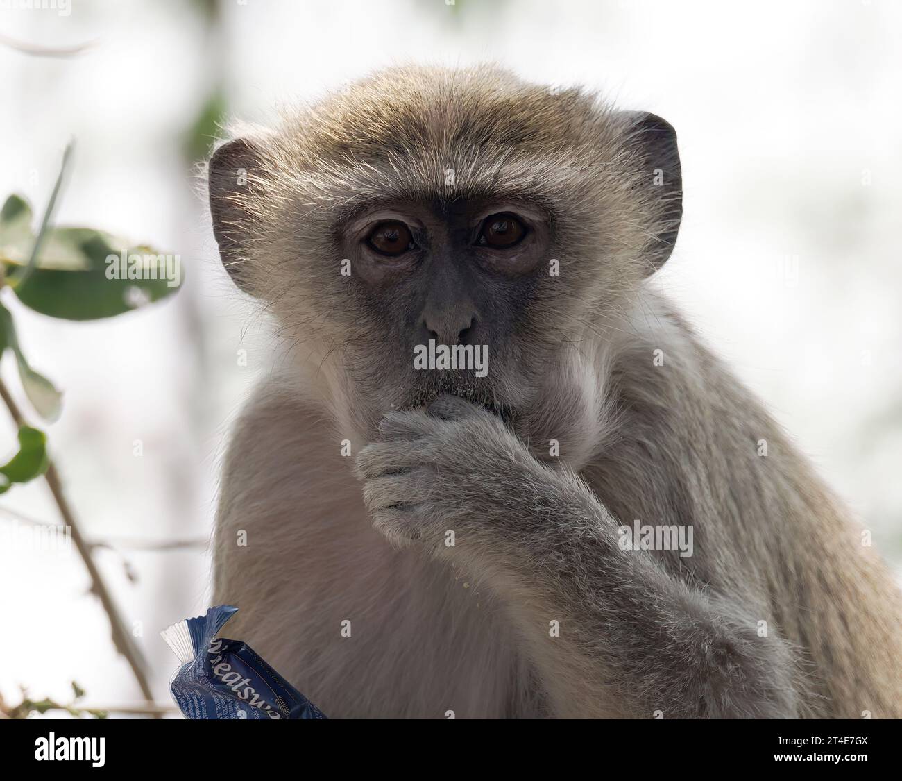 Malbrouck, Malbrouck-Grünmeerkatze, Chlorocebus cynosuros, Malbrouck ...
