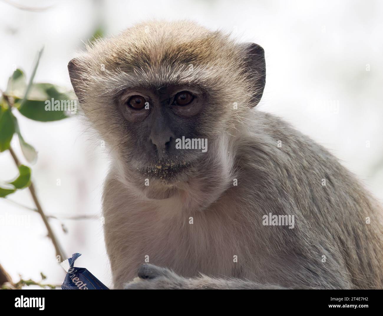 Malbrouck, Malbrouck-Grünmeerkatze, Chlorocebus cynosuros, Malbrouck ...