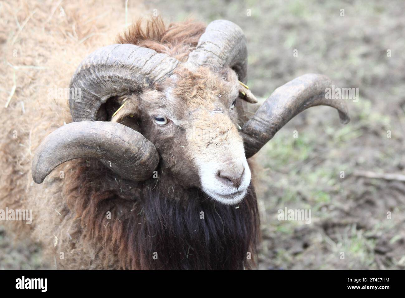 The sheep (Ovis) are a mammalian genus from the goat-like group ...