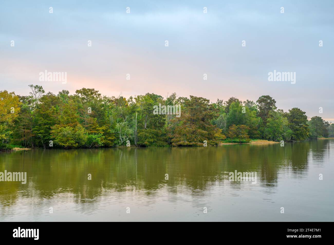 Trees on the shoreline of Lake Fausse Pointe in the Atchafalaya River ...