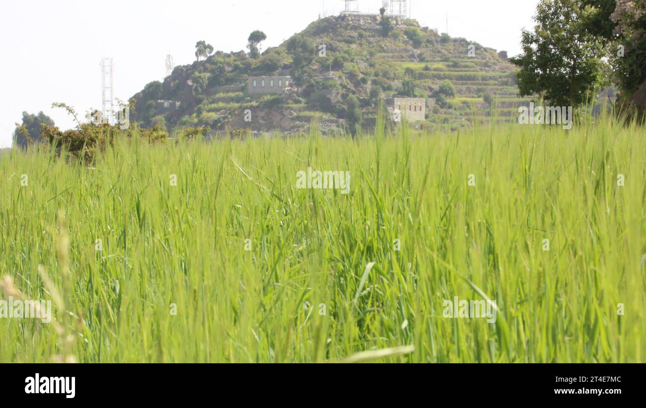 Spectacular views of the agricultural terraces of Sabir mountain in ...