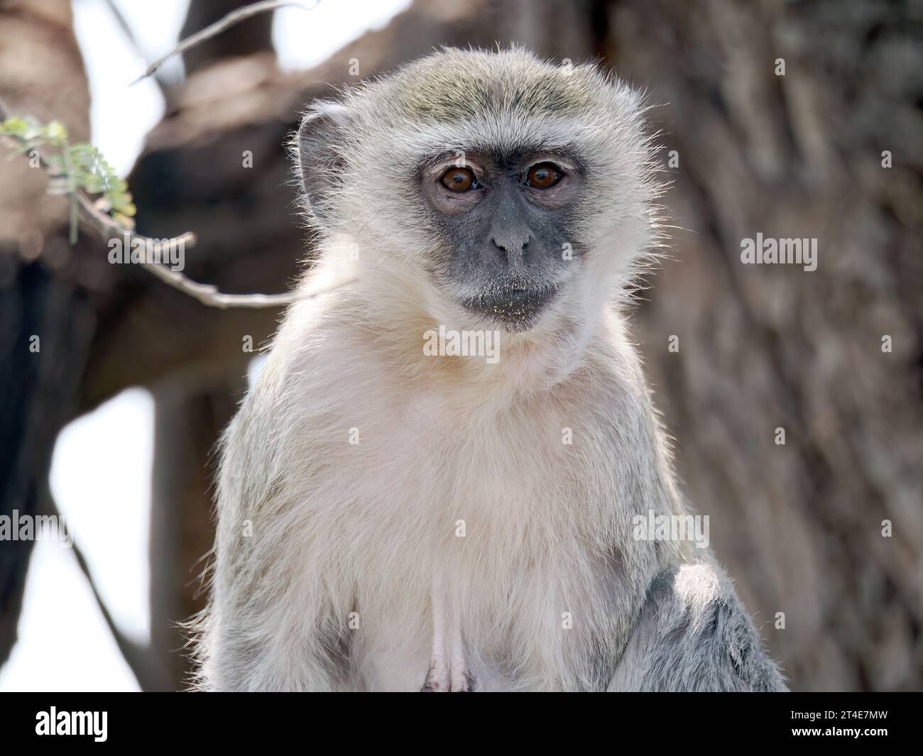 Malbrouck, Malbrouck-Grünmeerkatze, Chlorocebus cynosuros, Malbrouck ...