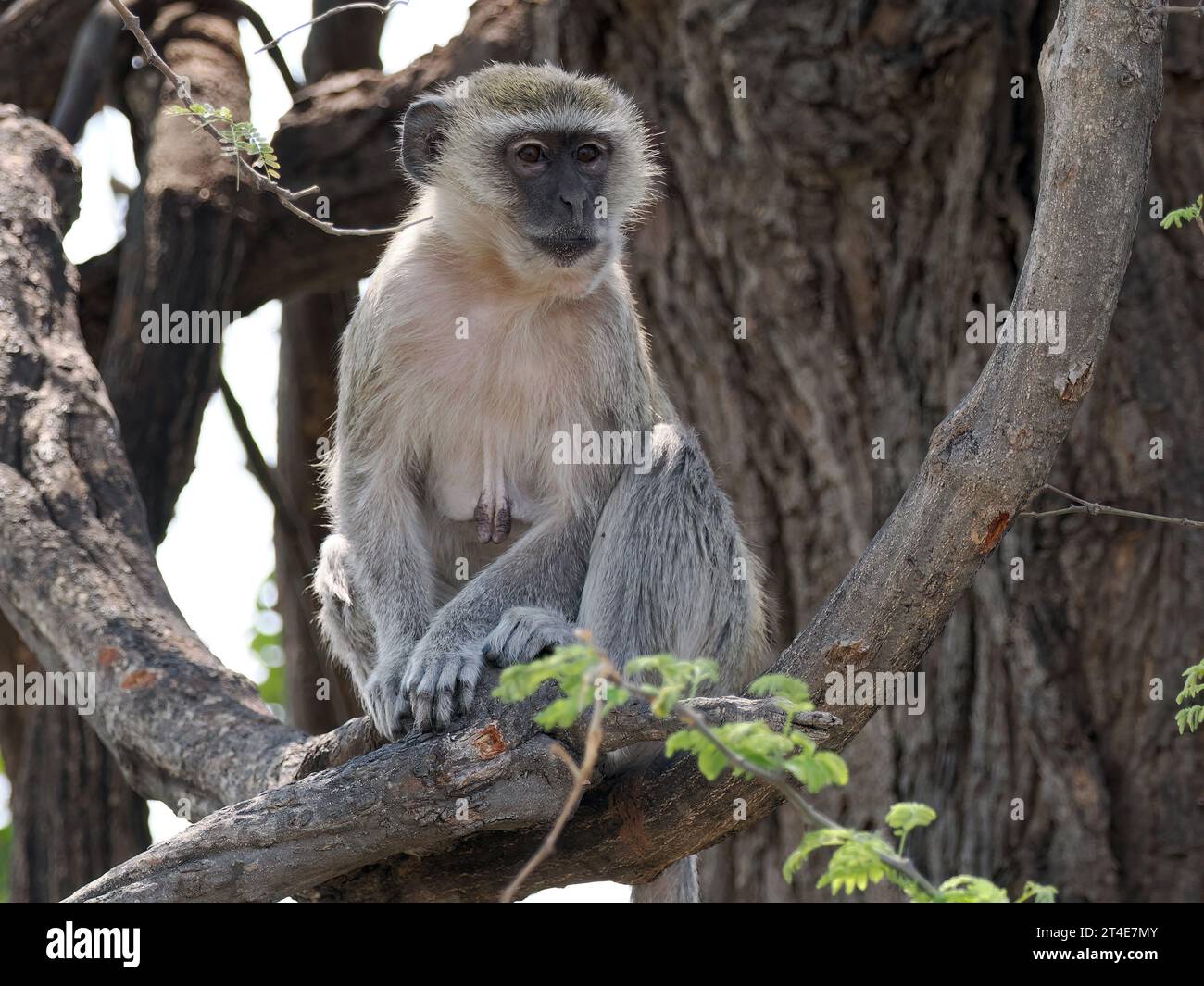 Malbrouck, Malbrouck-Grünmeerkatze, Chlorocebus cynosuros, Malbrouck ...