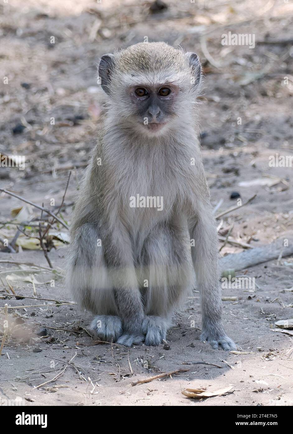 Cynosuros hi-res stock photography and images - Alamy