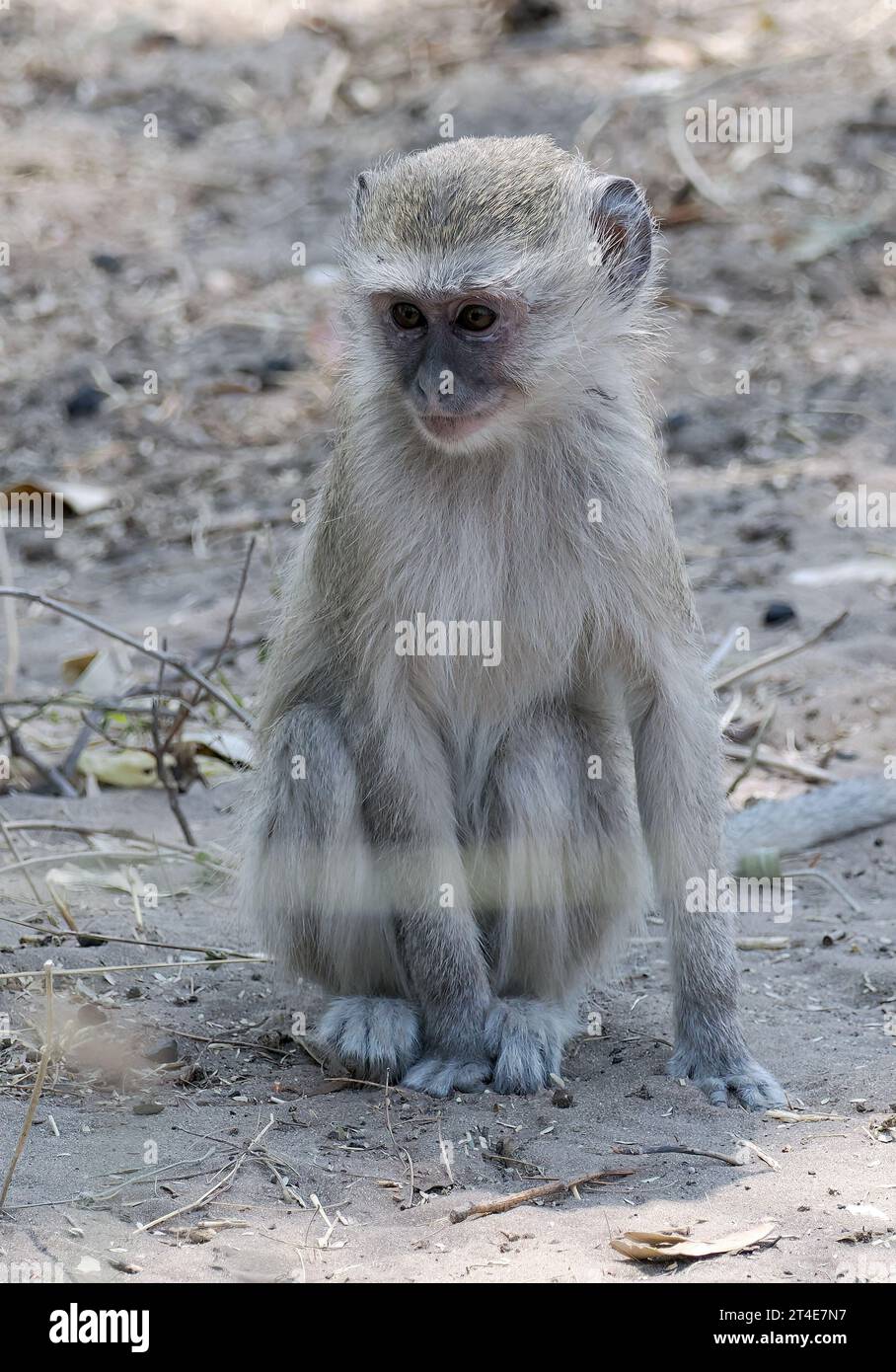 Cynosuros hi-res stock photography and images - Alamy