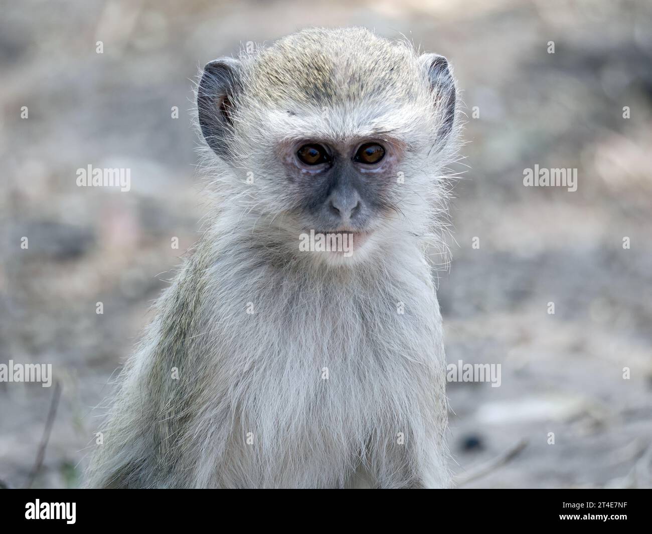 Cynosuros hi-res stock photography and images - Alamy