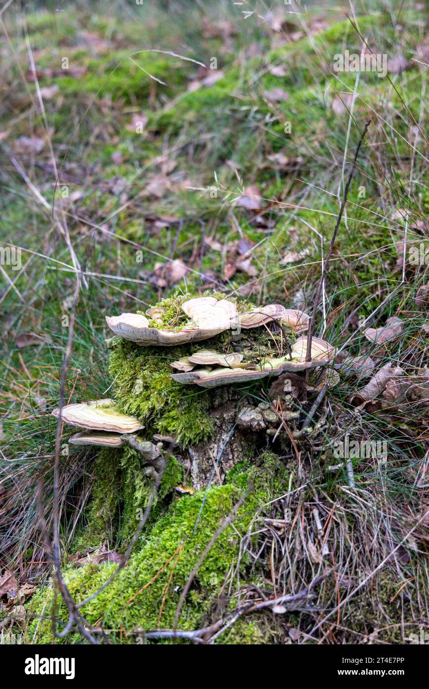 Polyporaceae hi-res stock photography and images - Alamy